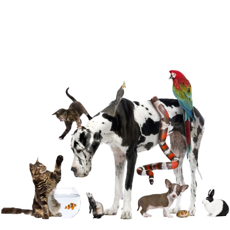 Guide to Cat Behavior Problems