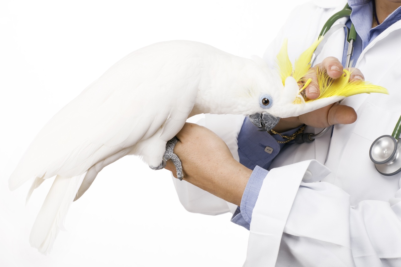 Bird Preventive Medicine and Genenral Care Guide