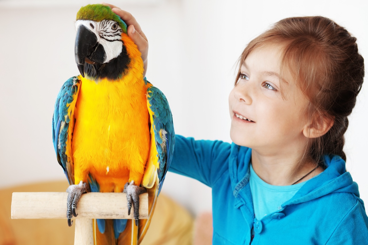 Understanding Pet Birds and Their Needs