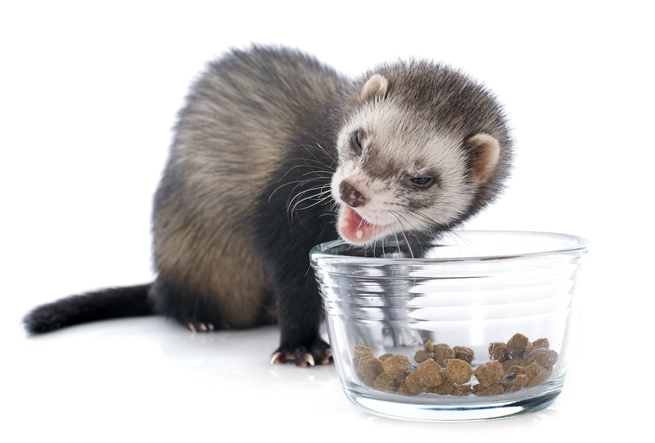 Ferret Deworming for Intestinal Parasites: When and How