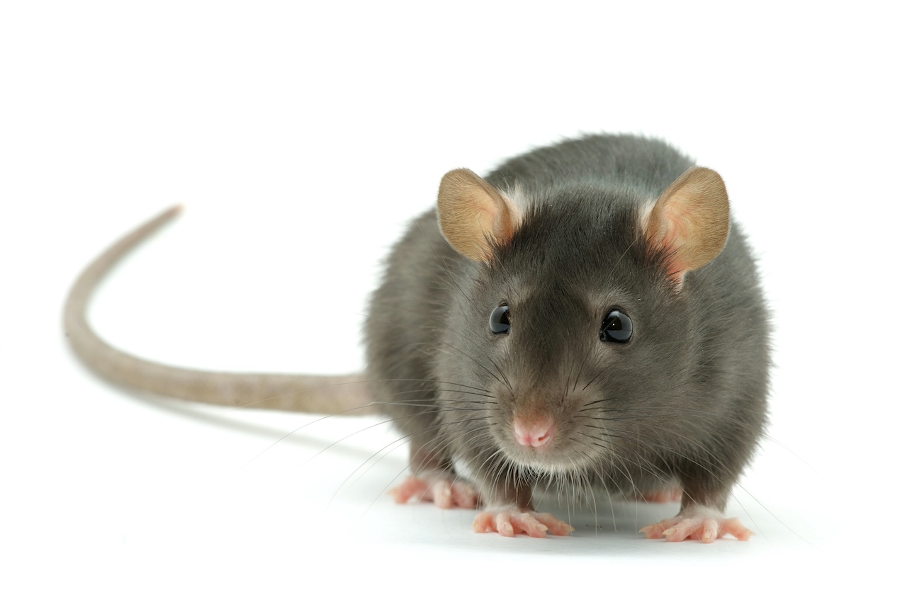 Rat domestique guide complet: Soins et comportement