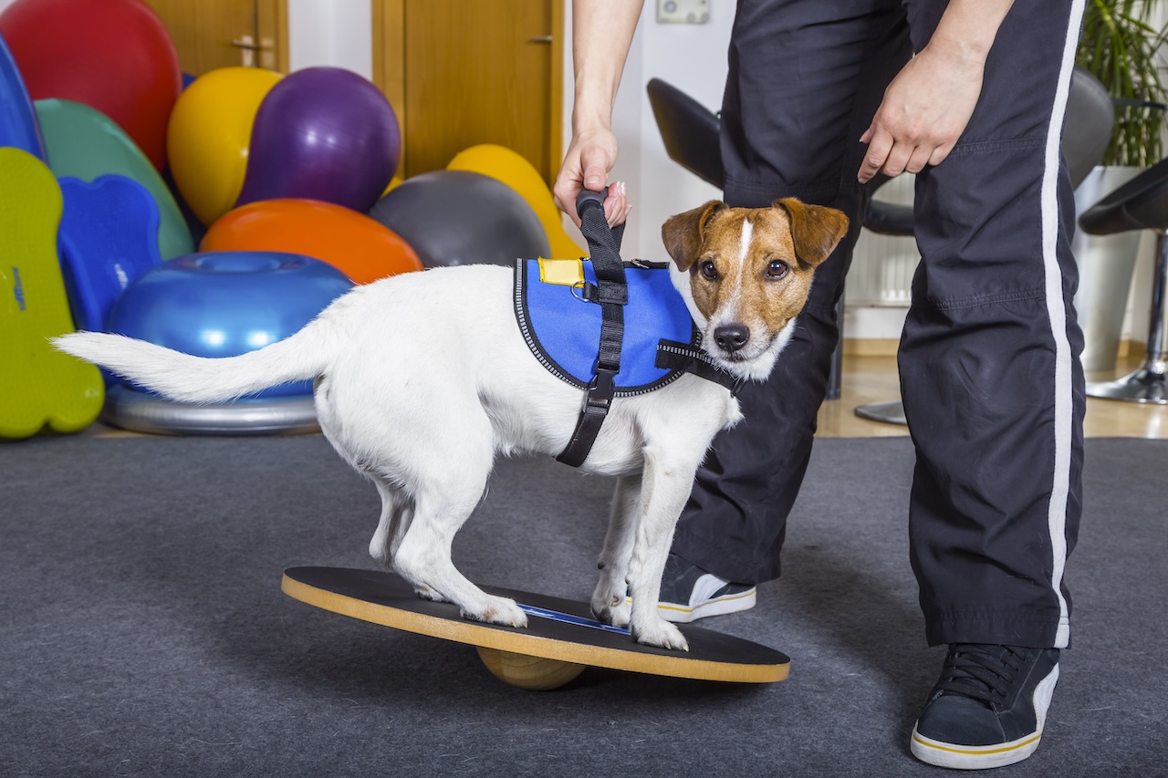 Canine Orthopedic Rehabilitation