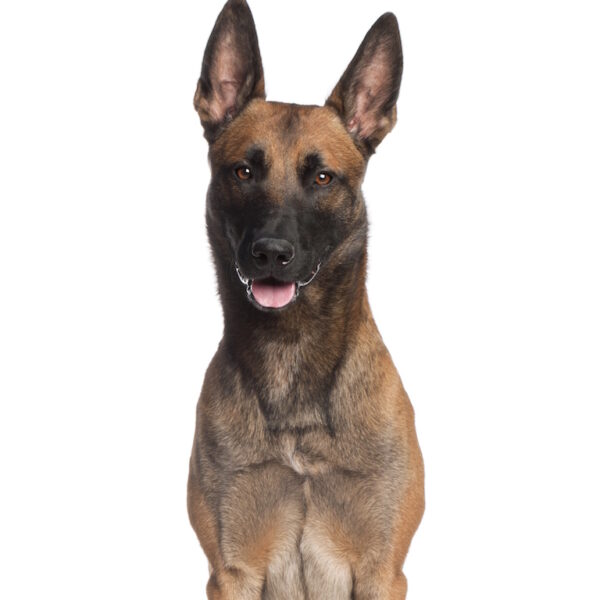 Perianal Fistulas in Dogs: Causes and Treatments