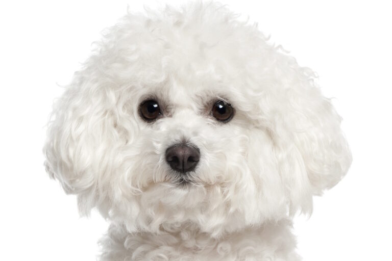 Calcium Oxalate in Dogs: Prevention and Care Tips