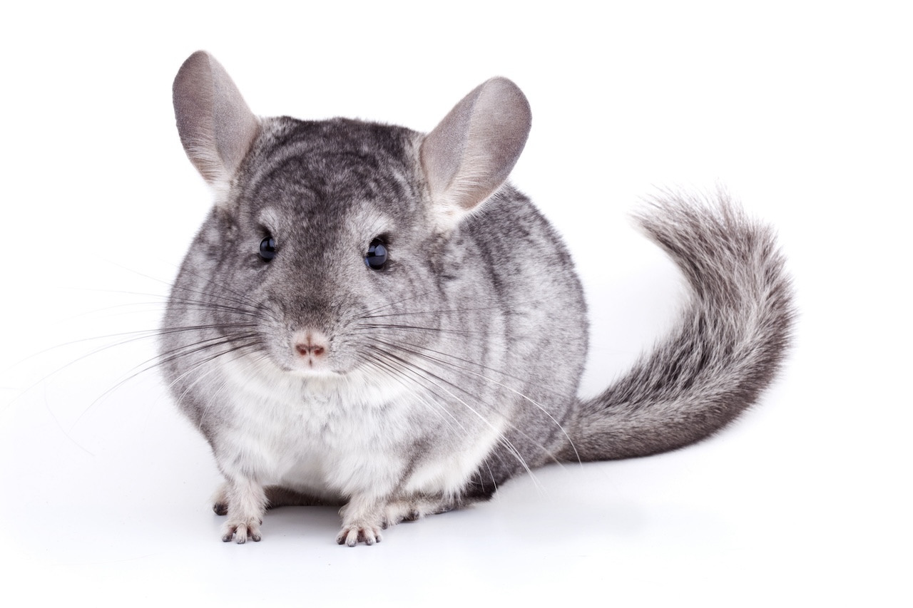 Chinchilla Blanc Violet
