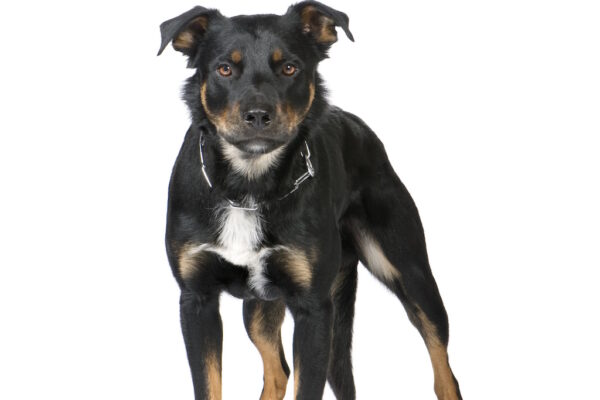 Prostatic Abscess in Dogs: Symptoms and Treatment