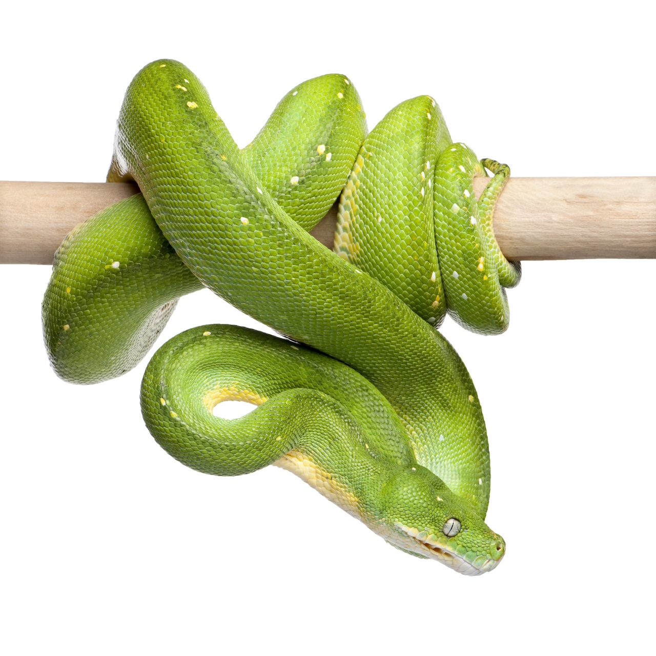 Environmental Parameters for Pet Snakes Explained