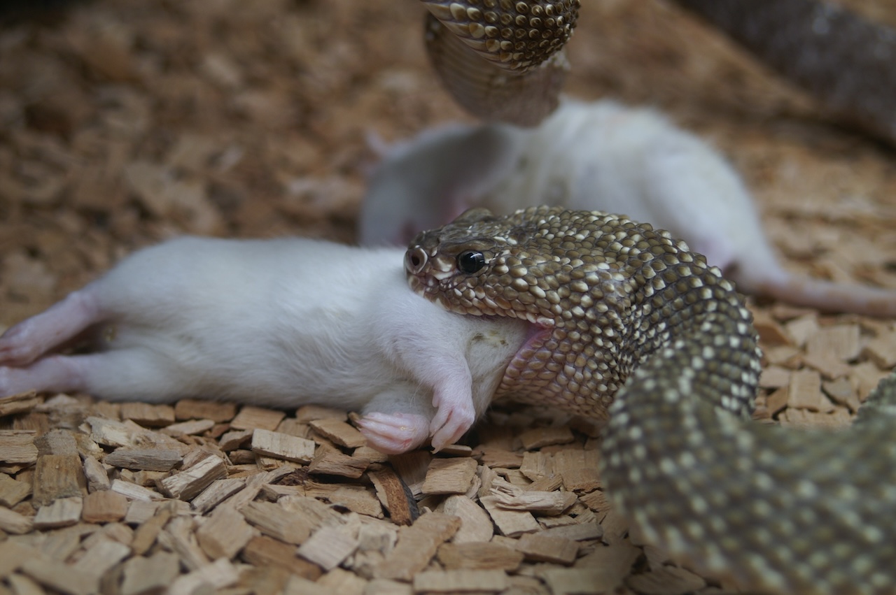 Domestic Snake Management: Guide and Best Practices