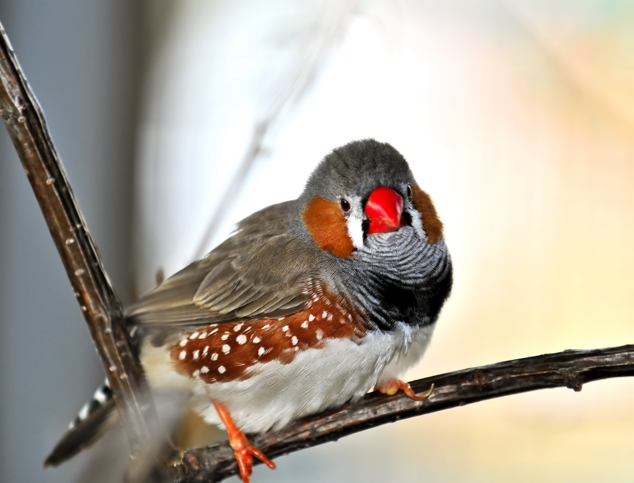 Psittacosis in Birds: Transmission and Treatment