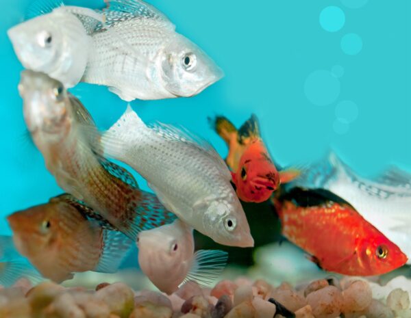 Water Quality in Aquatic Species: Complete Guide