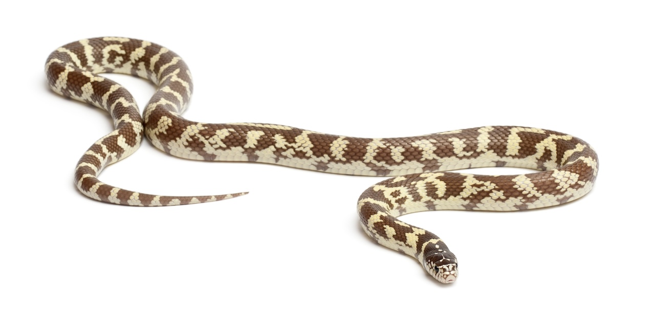 Domestic Snake Management: Guide and Best Practices