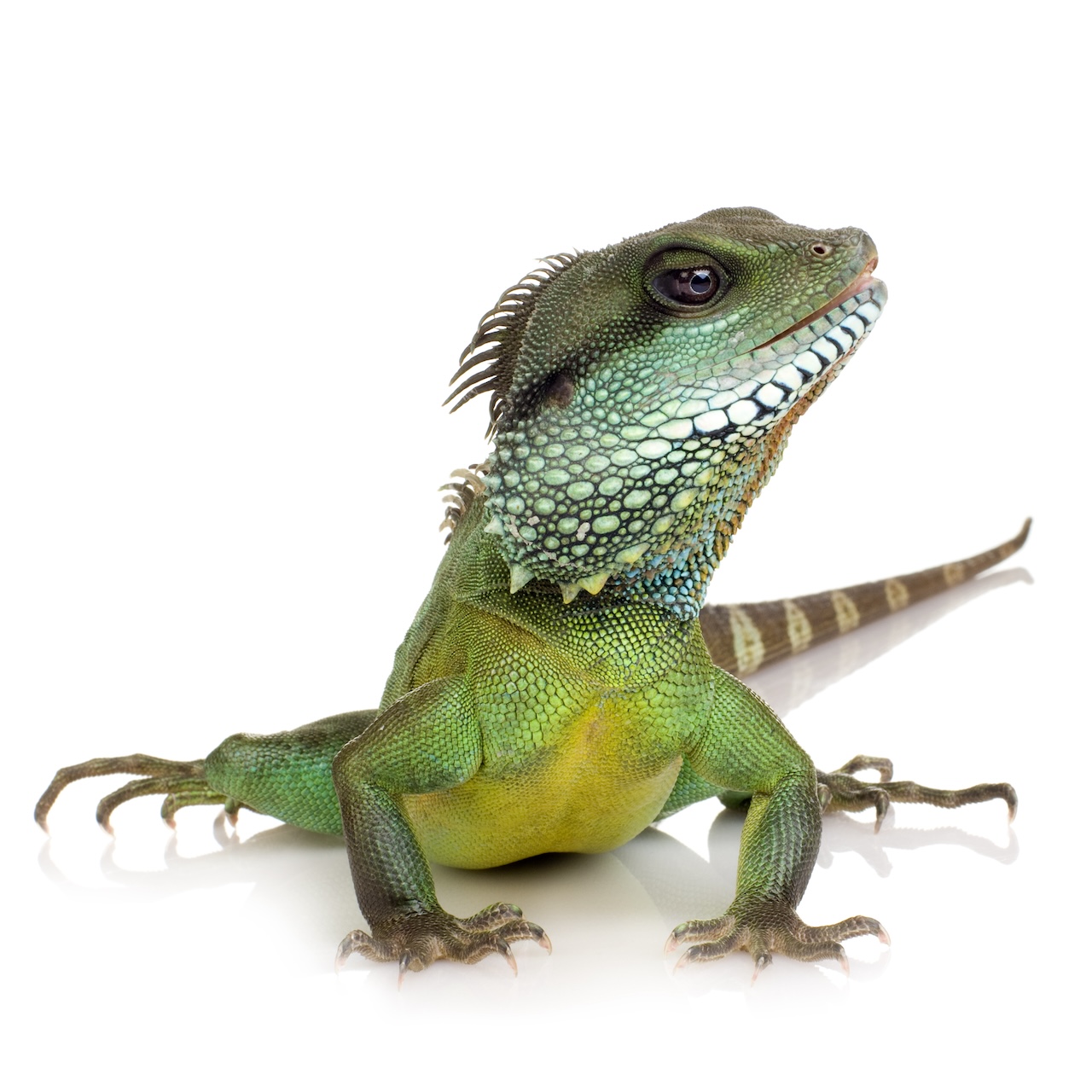 Ideal Temperature for Lizards: Comprehensive Care Guide