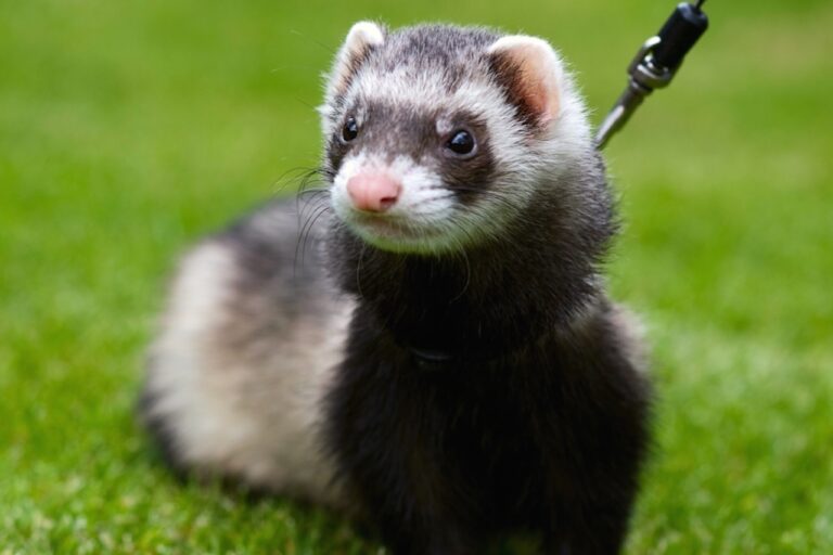 Fiche descriptive du furet domestique: Caractéristiques et soins