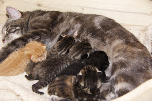 Toxocara in Cats: Symptoms, Diagnosis, Treatment, and Prevention