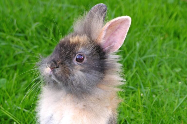 Formula for Baby Rabbit Milk Replacement