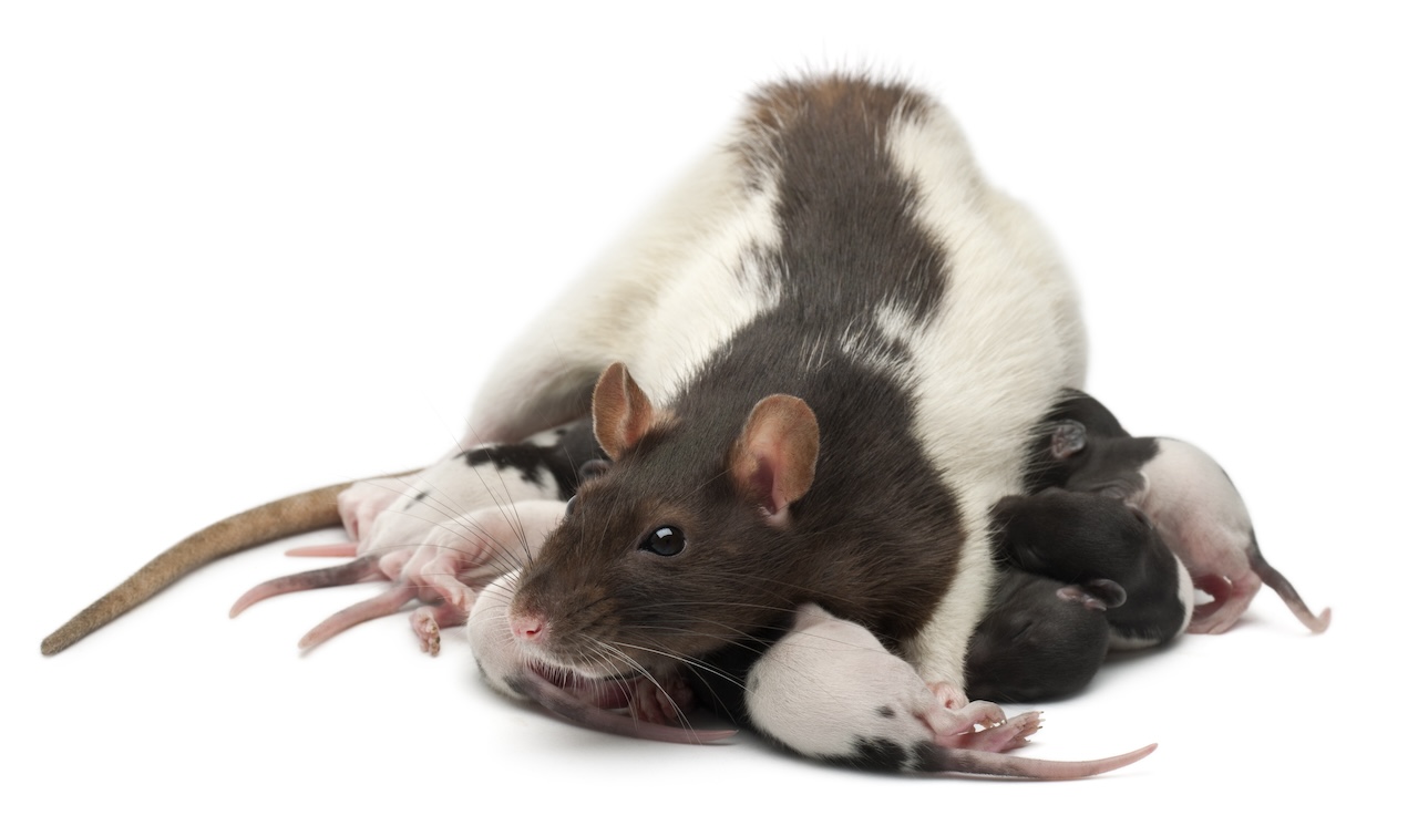 Rat domestique guide complet: Soins et comportement