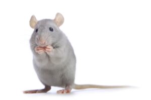 Rat domestique guide complet: Soins et comportement