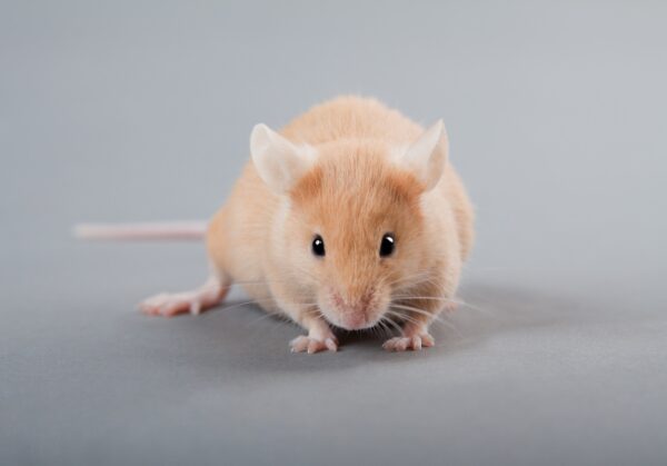 Pet Mouse Care Guide: Complete Health Tips