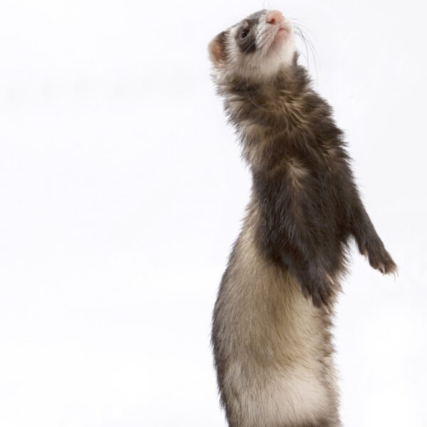 Domestic Ferret Care Guide: Housing, Health, Behavior