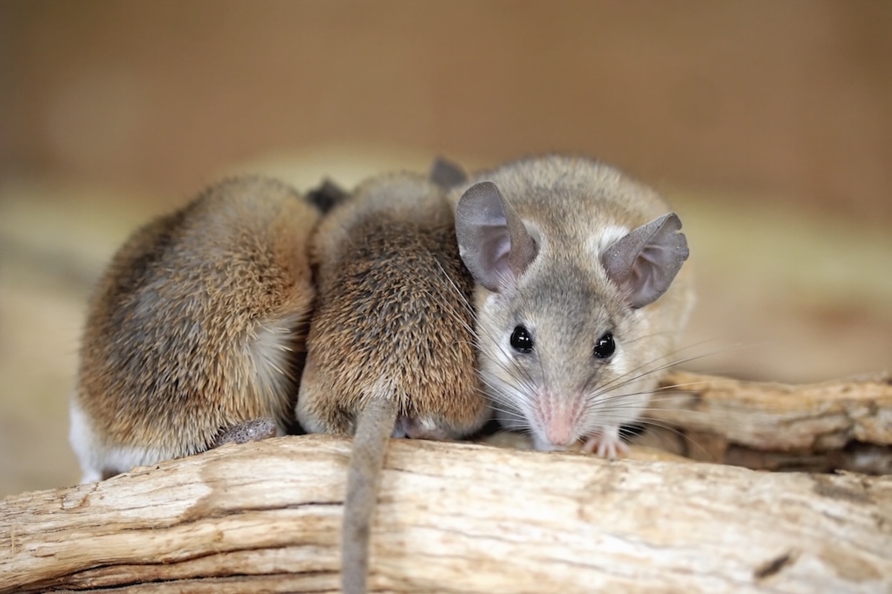 Pet Mouse Care Guide: Complete Health Tips