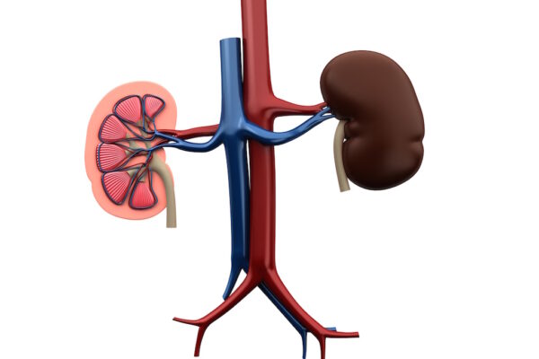 Chronic Kidney Disease in Cats: Management and Treatment