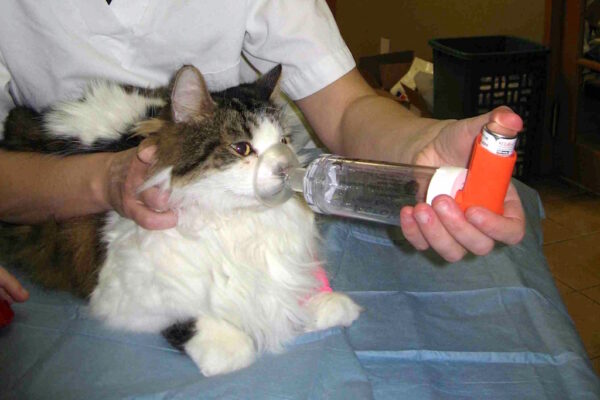 Feline Asthma Treatment: Symptoms, Inhalers, and AeroKat Use