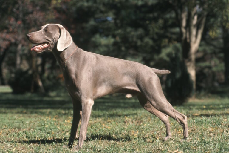 Race chien braque de weimar : élégant et sportif