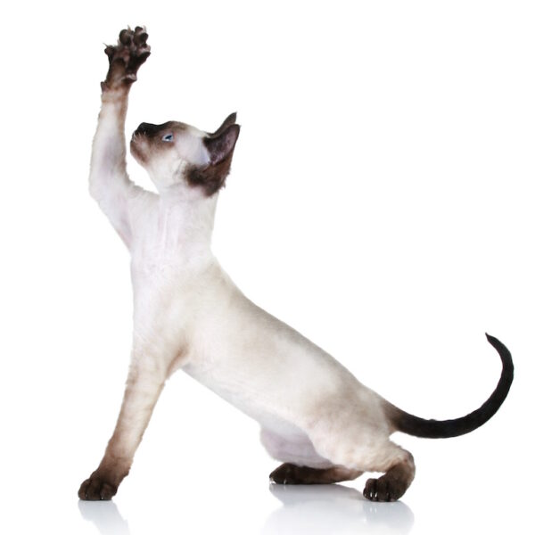 Normal Physiological Values of Cats: Health Monitoring Guide