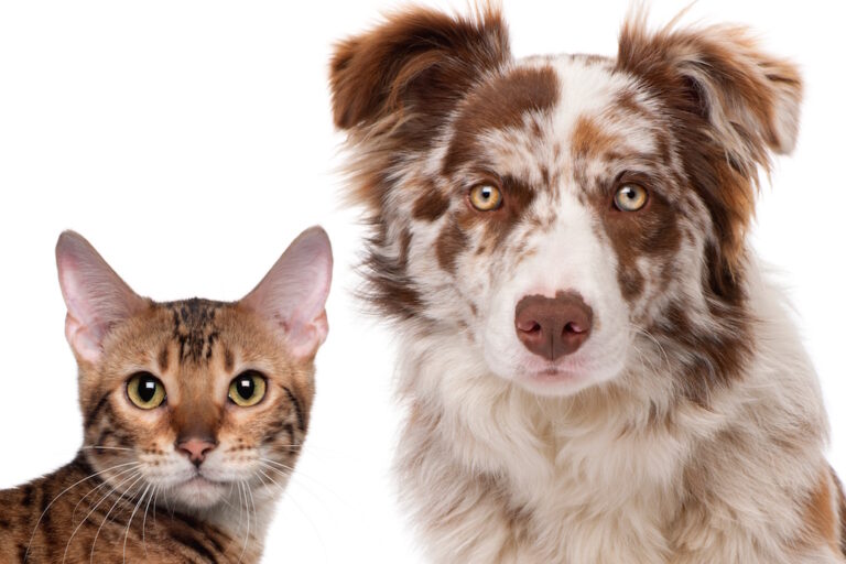 Dentition chez les chats : Guide complet