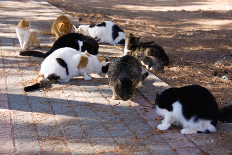 Feline FIV Virus: Transmission, Diagnosis, and Prevention