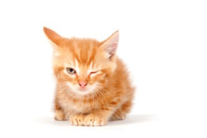 Anterior Uveitis in Cats: Causes, Symptoms, and Treatment