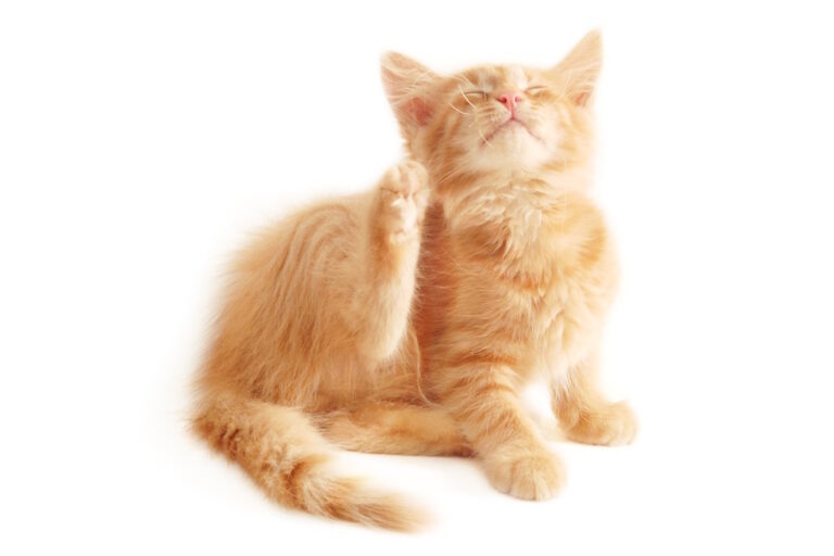 Mites d'oreilles chez les chats : Symptômes et traitements