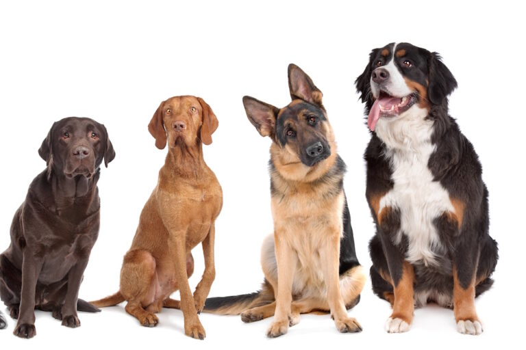 Guide de reproduction canine complet : Conseils vétérinaires