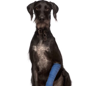 Cast care for dogs and cats: recovery guide
