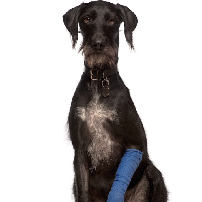 Cast care for dogs and cats: recovery guide