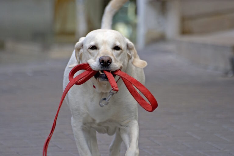 Fréquence des promenades chez le chien : conseils adaptés