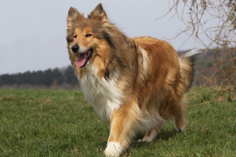 Race chien colley long : doux, intelligent et protecteur