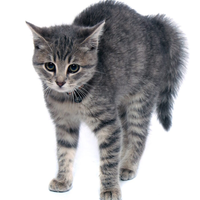 Dentition chez les chats : Guide complet