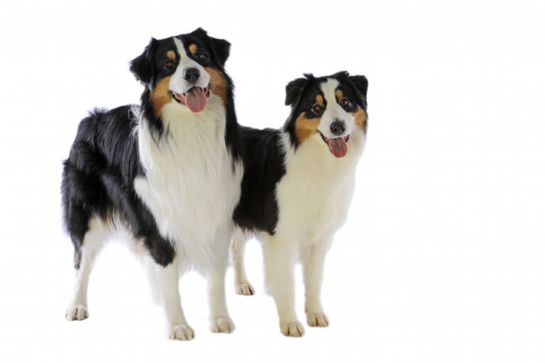 Canine Breeding Complete Guide: From Mating to Whelping