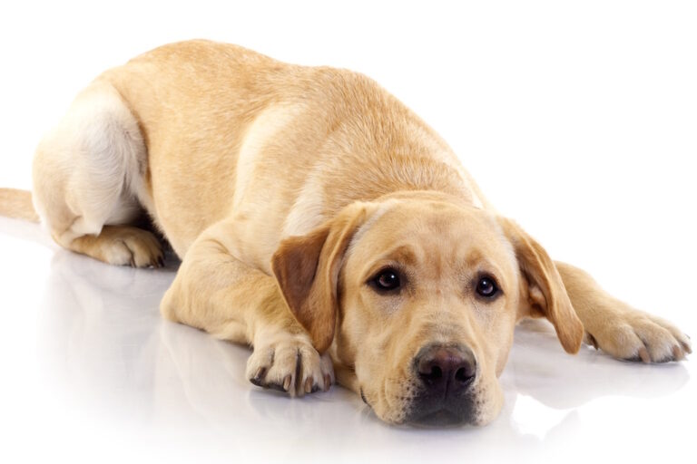 Laparotomy in Animals: When Surgery Is Necessary
