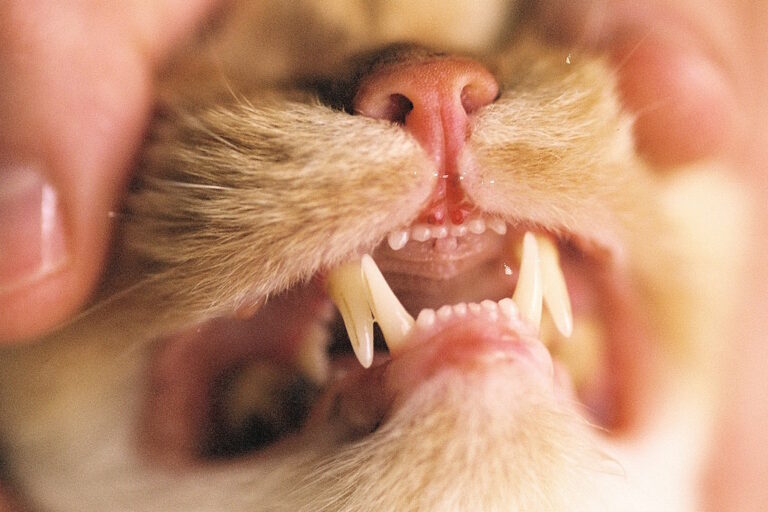 Gingivostomatite chez les chats : Causes et traitements