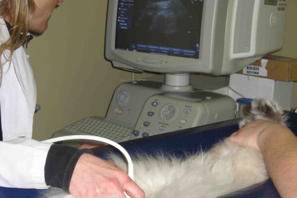 Septic Peritonitis in Pets: Symptoms and Treatment