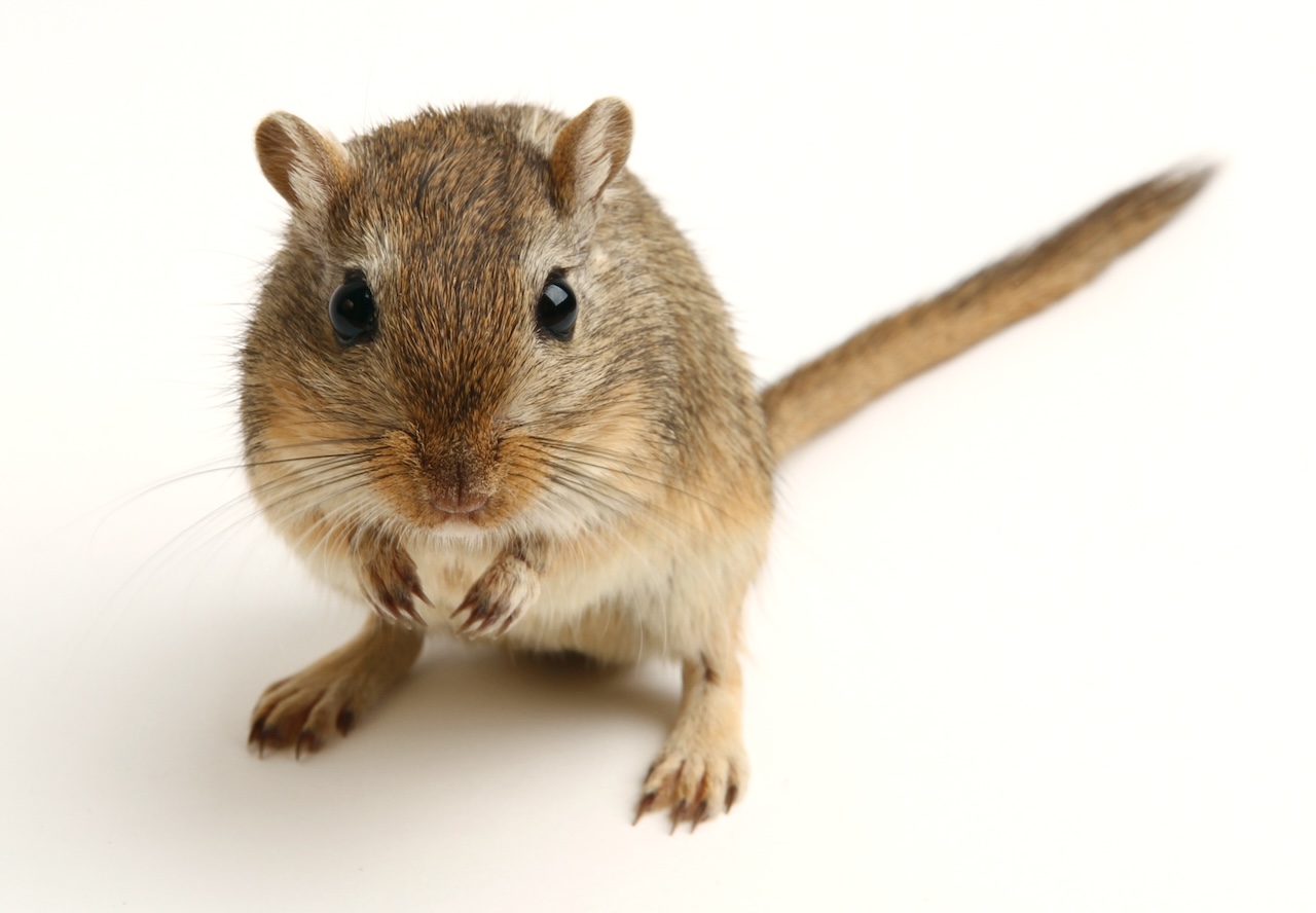 Gerbil profile care health: complete guide