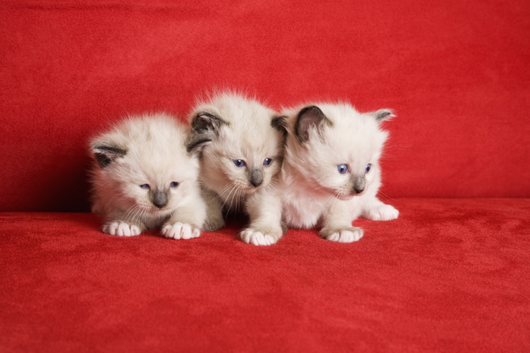 Feline Chlamydia : Symptoms, Diagnosis, Treatment & Prevention