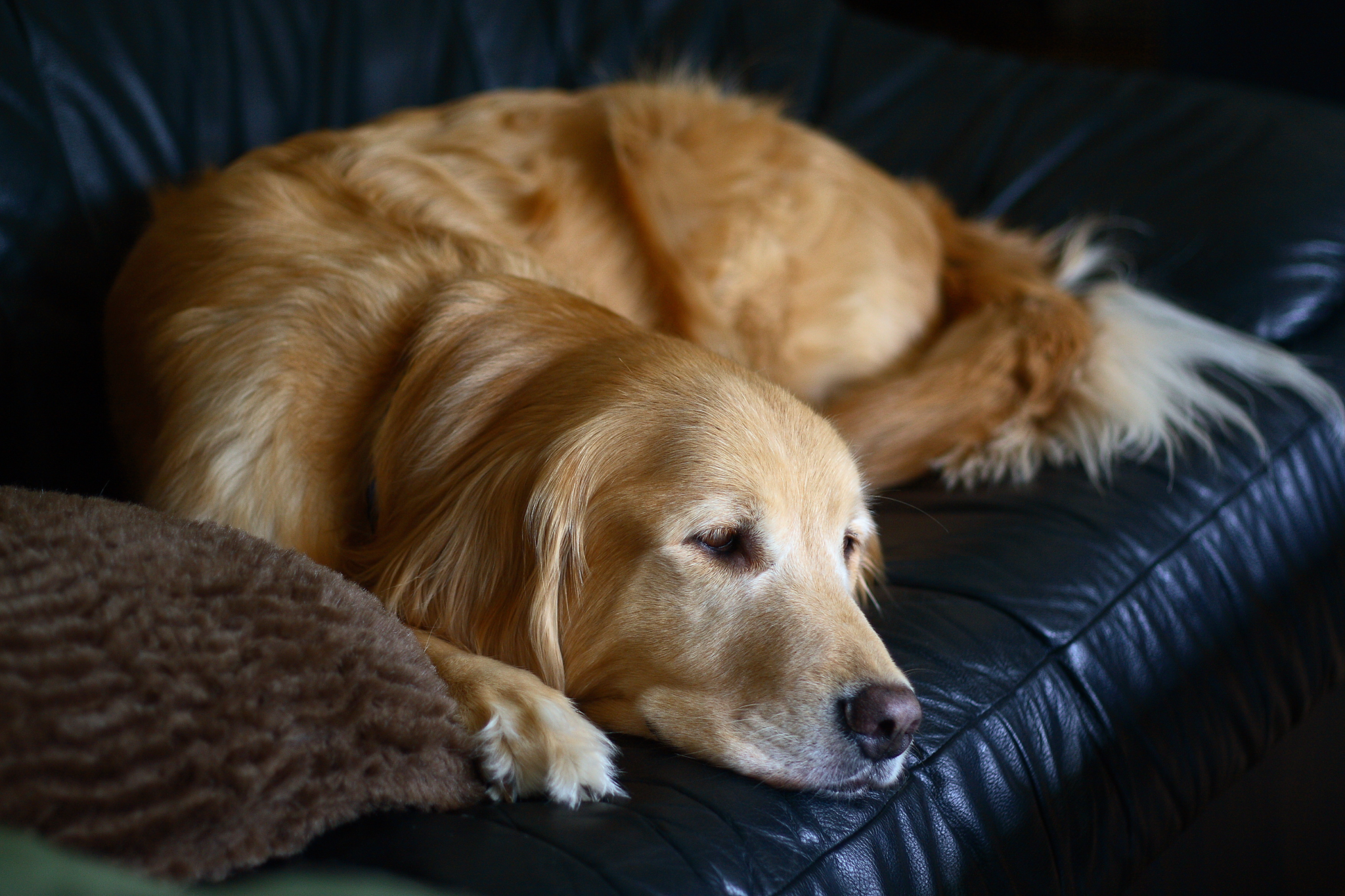Canine Cognitive Dysfunction: How to Help Your Senior Dog
