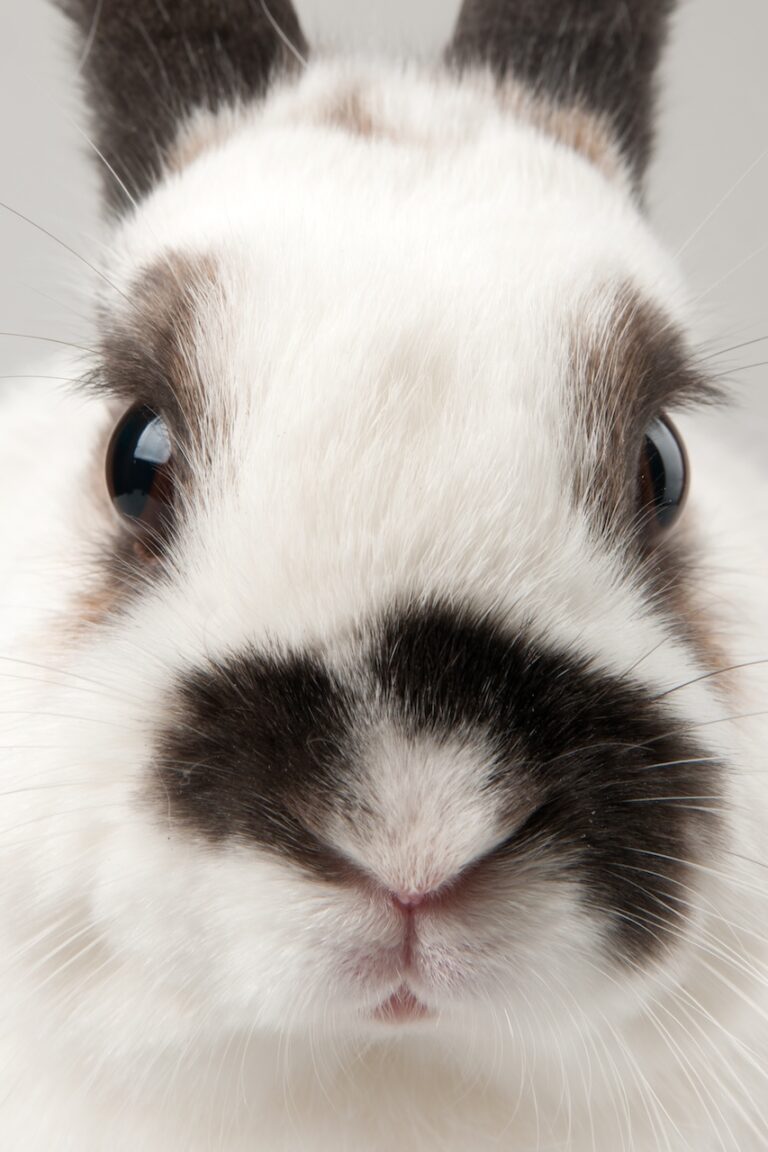Diarrhea in Rabbits: Causes and are Tips