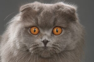 Normal Physiological Values of Cats: Health Monitoring Guide