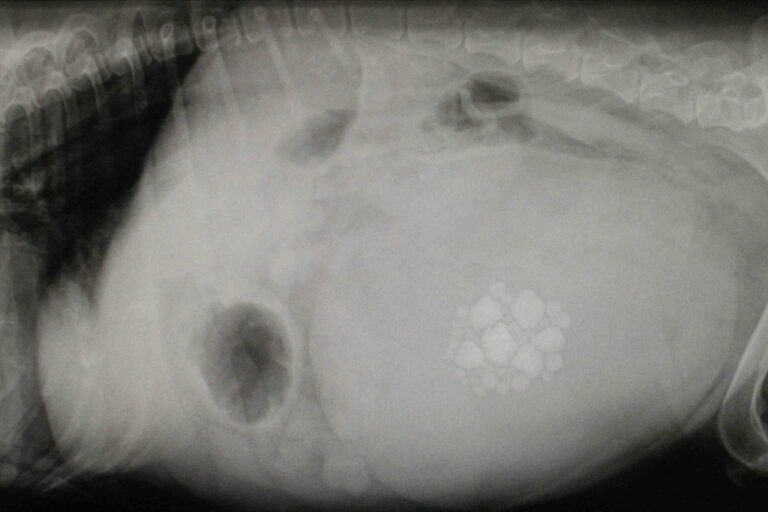 Cystotomy in Dogs and Cats: Risks and Postoperative Care