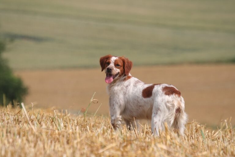 Normal Physiological Values for Dogs: Essential Guide