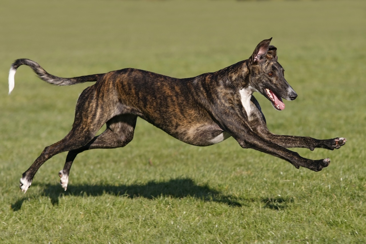 Race chien lévrier espagnol : sensible, fidèle et athlétique